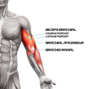 Musculation Biceps - Anatomie & Exercices pour Muscler ses Biceps